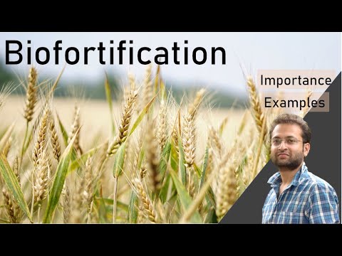 What is Biofortification? Importance, strategies, examples