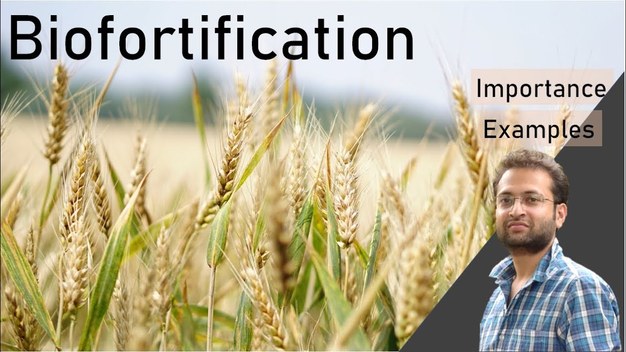 What is Biofortification? Importance, strategies, examples
