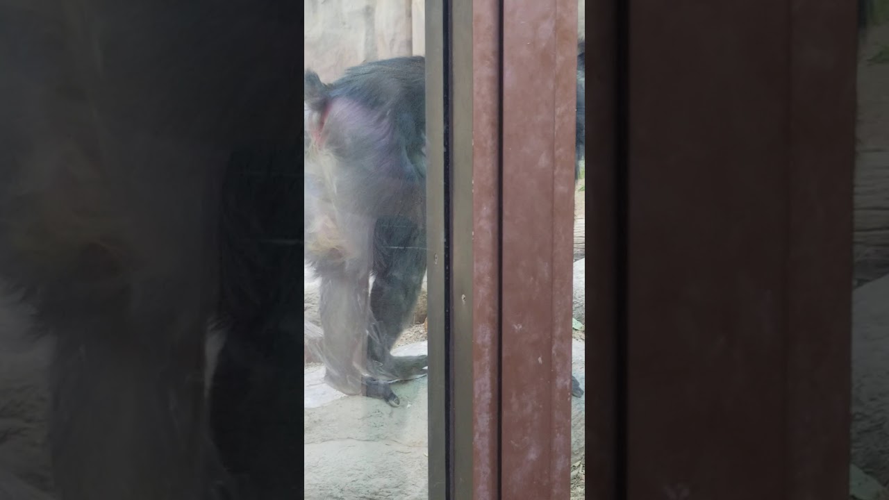 Mandrel monkey at Phoenix zoo