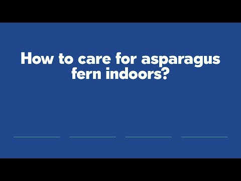 How to care for asparagus fern indoors?