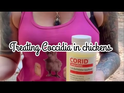 Treating Coccidia with Corid in baby chicks
