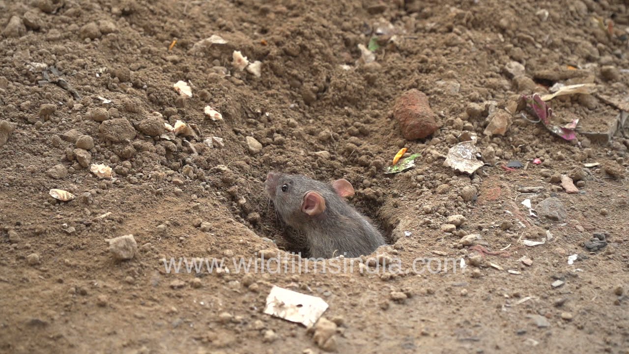 Fighting The Rat Menace In Cities: The NYC Experiment – Analysis ...