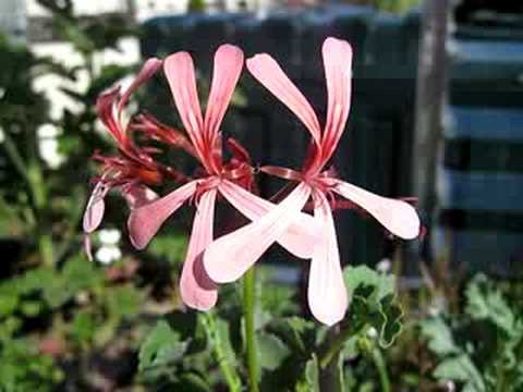 Mark's Garden Plants - Pelargoniums