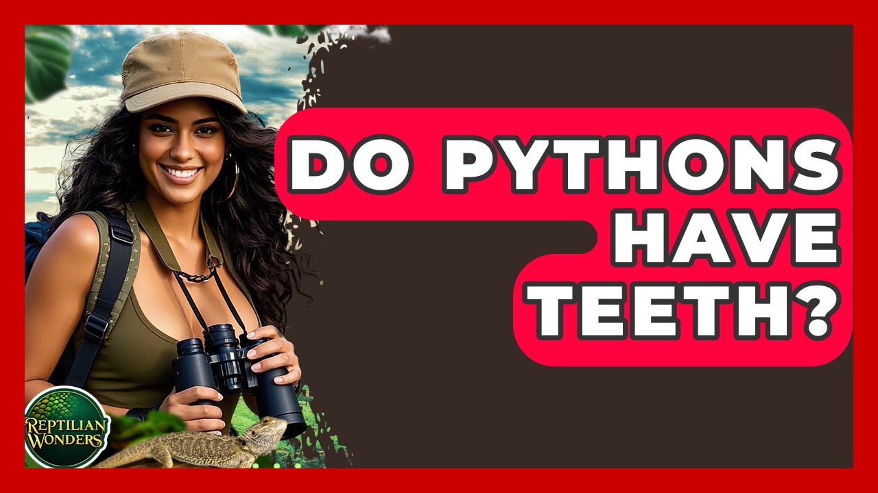 Do Pythons Have Teeth? - Reptilian Wonders