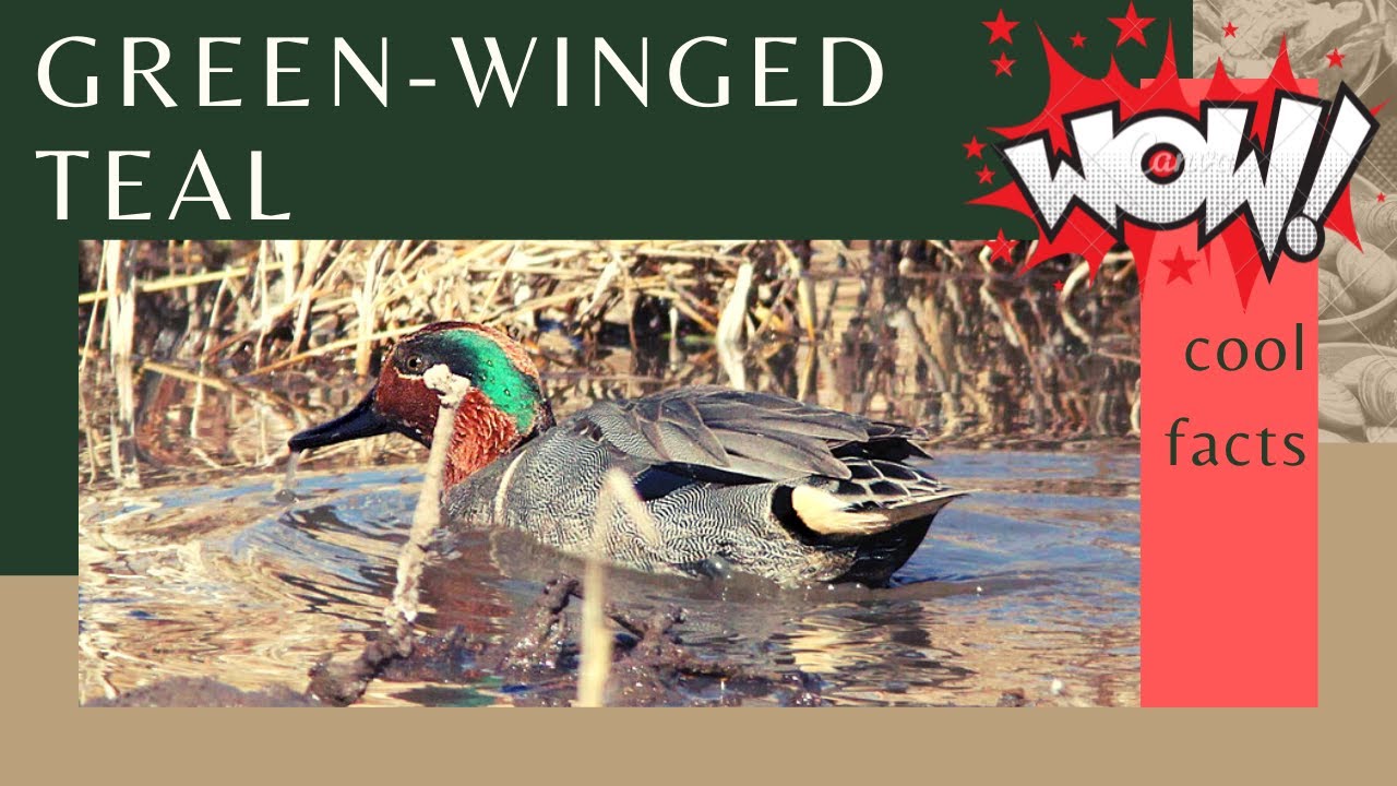 Green-winged Teal facts 🦆 breeds in the northern areas of North America except Aleutian Islands