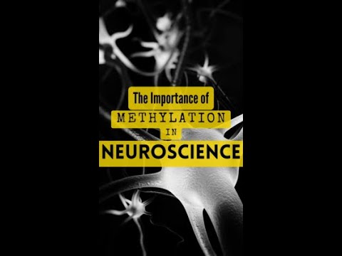 Why Methylation Is Important