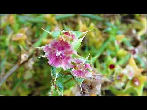 Kali tragus Synonym Salsola tragus prickly Russian thistle by Theo Fotiadis