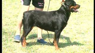 The Rottweiler - Pet Dog Documentary English - Documentarytube.com