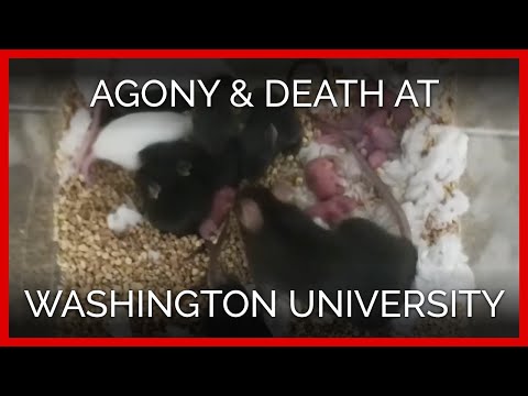 Agony and Death at Washington University: A Whistleblower Case