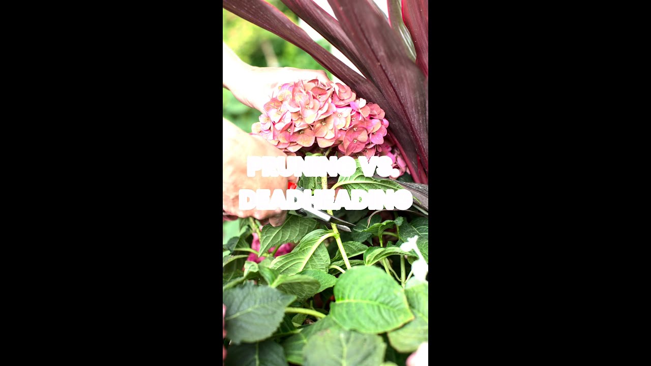 Pruning vs. Deadheading