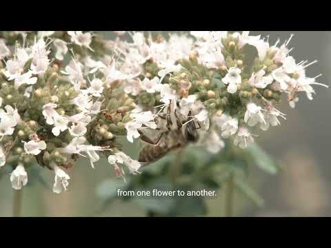 Exploring the Plant Life Cycle: From Seed to Growth