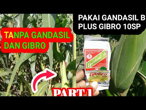 TESTIMONI JAGUNG NK PAKAI GANDASIL B DAN GIBRO