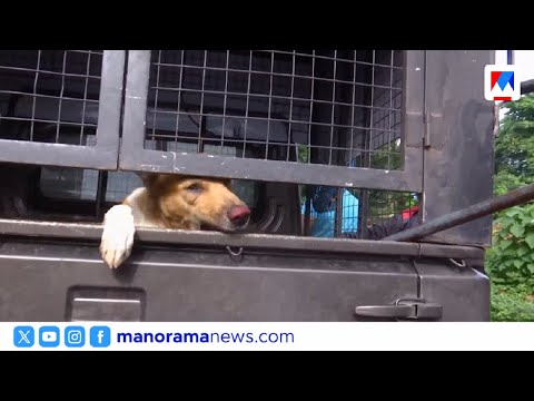 കണ്ണൂരില് തെരുവുനായ ആക്രമണം; 11 പേര്ക്ക് കടിയേറ്റു | Kannur Stray dog
