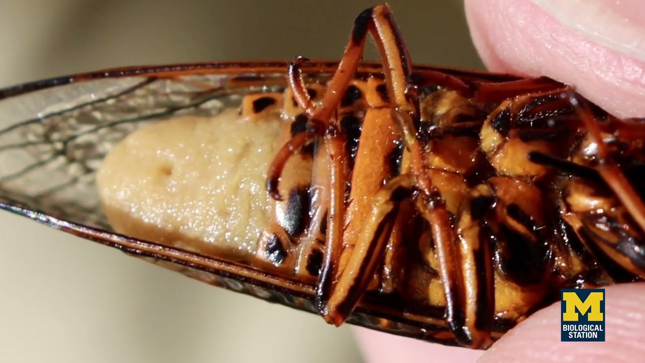 Researcher from Germany Studies ‘Spectacular’ World of Cicadas in Northern Michigan