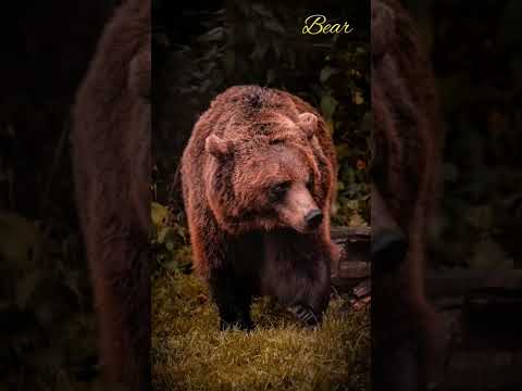 Bear sound effect