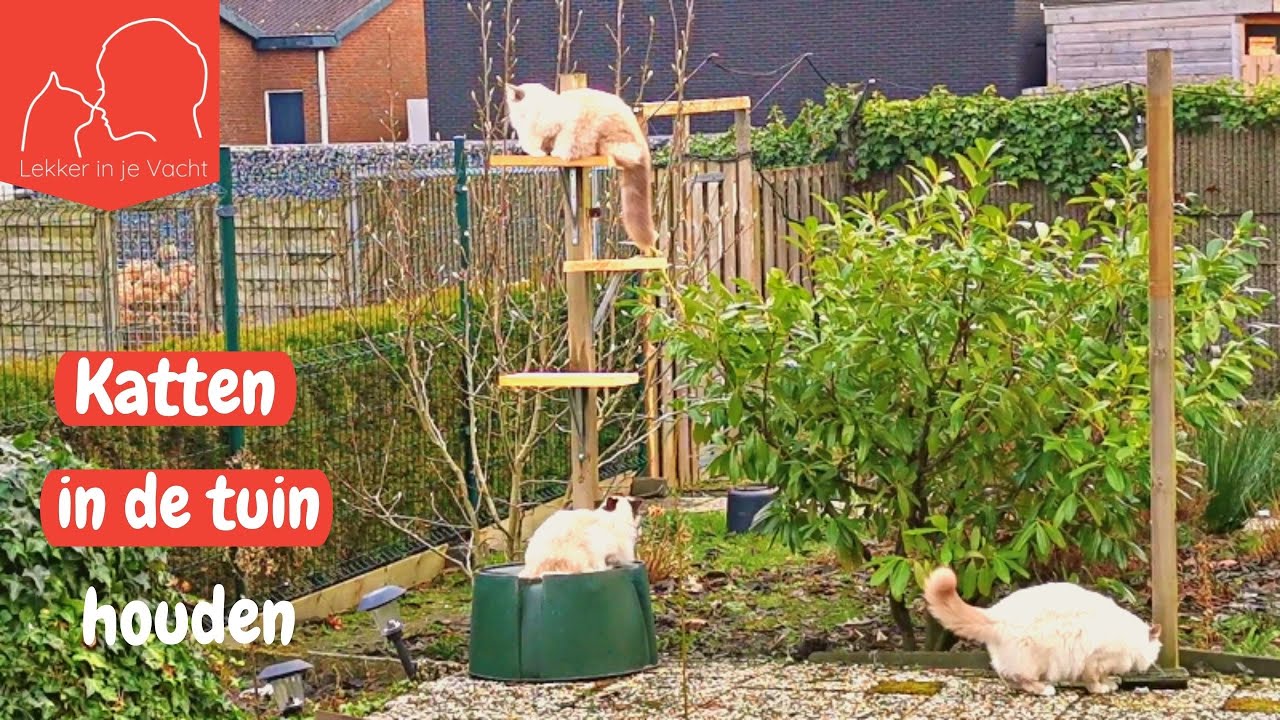 Europese Korthaar - Katten Blog