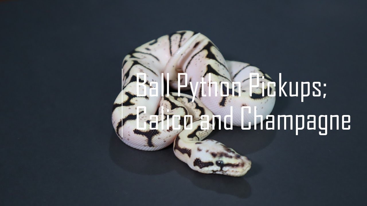 Ball Python Pickups; Calico and Champagne