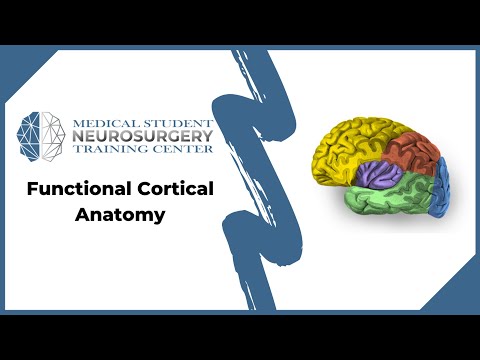 Functional Cortical Anatomy