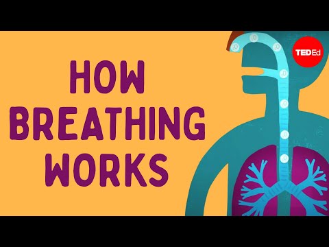 How breathing works - Nirvair Kaur