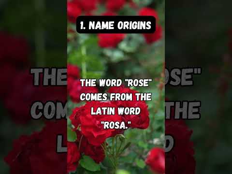 The word "rose" comes from the Latin word "rosa."... #shorts #roses