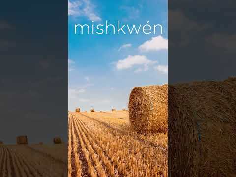 Potawatomi Word of the Week: Hay