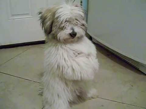 Coton De Tulear Sit Pretty