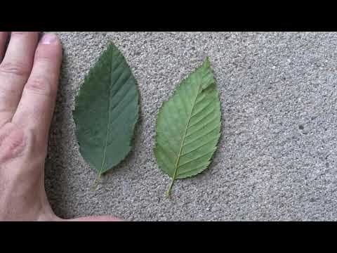Identifying musclewood