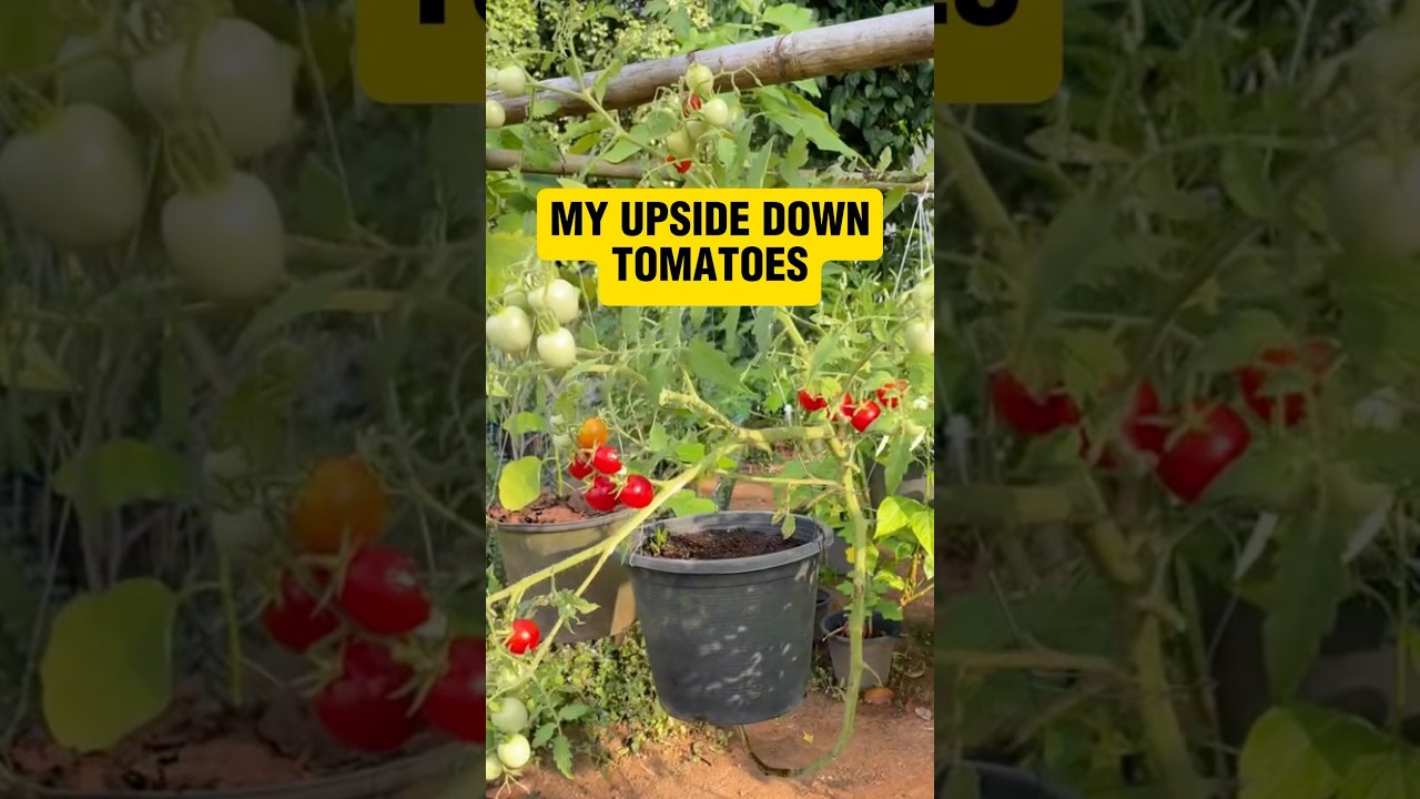 Grow Tomatoes UPSIDE DOWN?! | Save Space & Boost Your Harvest! 🍅🌱#upsidedowntomato