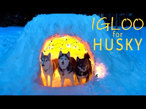 I Made a Snow Cave For My Dogs All Week! Cozy Husky Igloo