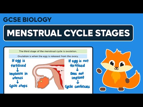 Stages of the Menstrual Cycle - GCSE Biology