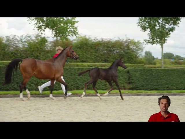 Horse Sales. Auction | Dynamite van SPR Z