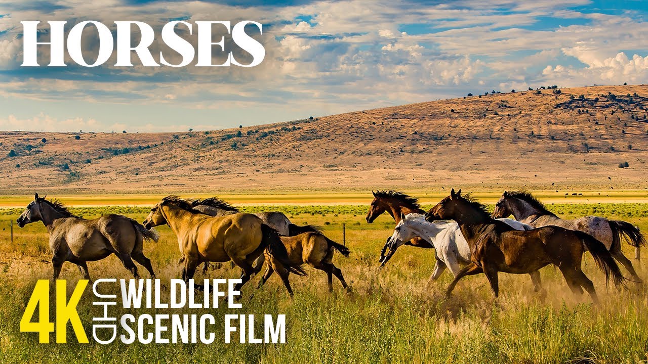 Grace & Power: Wild Horses in 4K – Scenic Animal Film with Relaxing Music