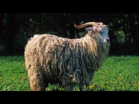 Positive Minds(reading space): Goat