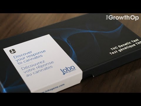 LOBO Genetics created a weed DNA test to help you find the perfect strain | The GrowthOp
