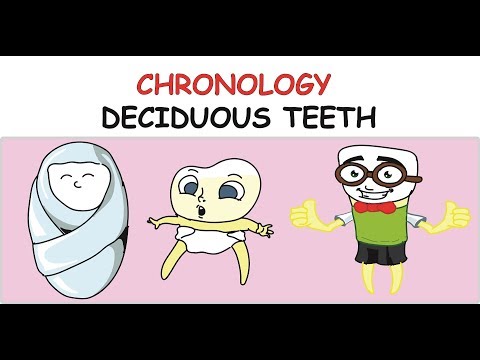 Chronology - Deciduous