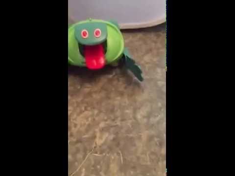 Memory Lane: Odd Ogg – Lee Duigon