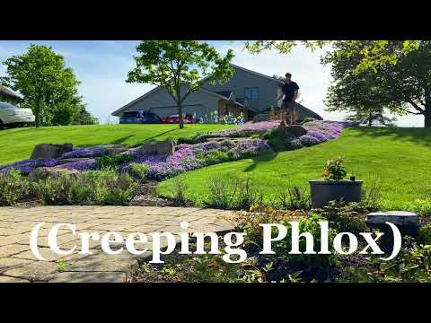 Low maintenance plants, Creeping phlox