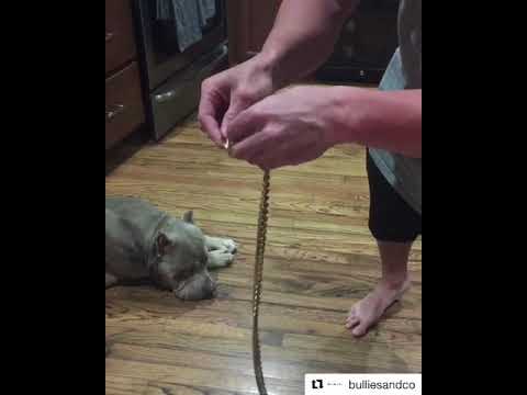How to put on a choke chain.