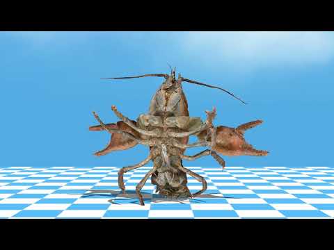 ayu*さんの写真・動画 "ニホンザリガニ ♂ Jpn crayfish, Cambaroides japonicus" ( https ...