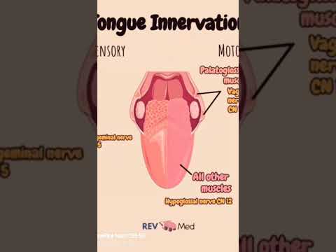 TONGUE ???? INNERVATION ANATOMY