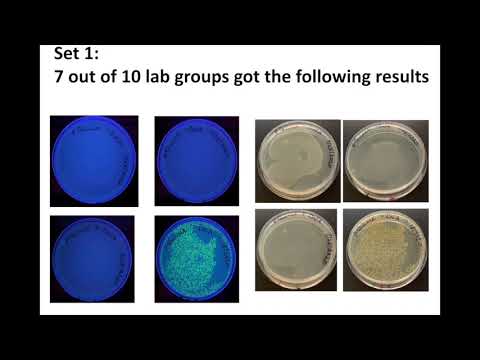 Overview: Bacterial Transformation with Gene Regulation