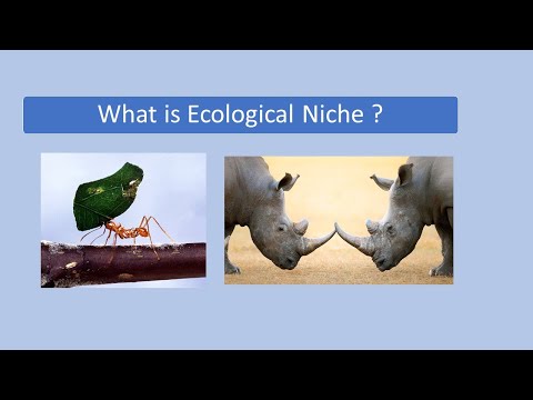 Ecological Niche