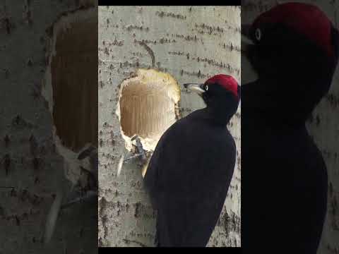 Apple logo designer). Black woodpecker. #wildlife #shots #birds #apple