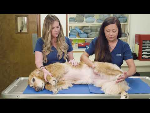 How to perform Passive Range of Motion exercises for your pet at home