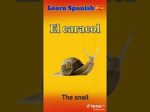 Spanish vocabulary 🇪🇸 Insects 🦗 🐞 🪲 🐝 🐜 #spanish #españa #español #vocabulary #shorts