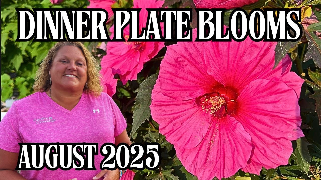 Summerific Hardy Hibiscus Comparison Garden Tour | August 2025