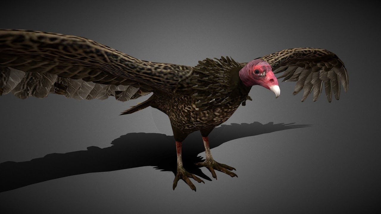 Realistic Vulture 3D Model | + Free Demo