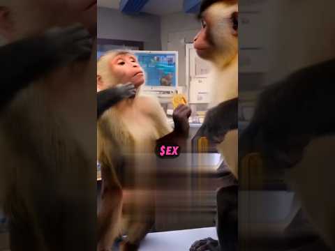 Don't teach monkeys about money, here is why | capuchin monkeys yale study about money.