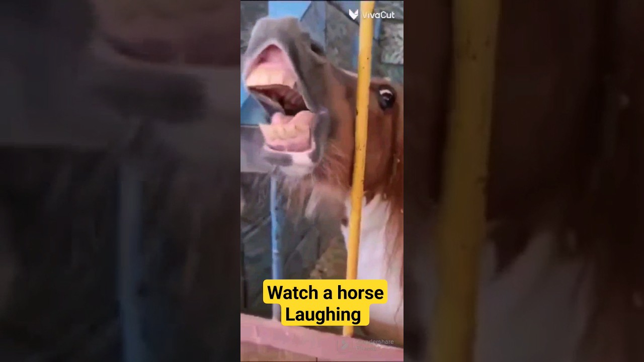 watch a horse laughing 😆 #shorts
