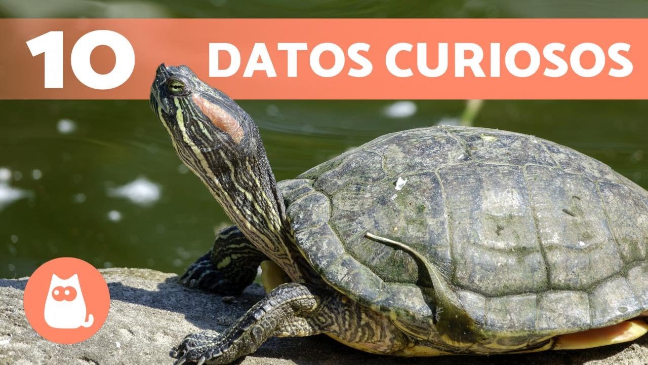10 FUN FACTS about TURTLES that you didn't know about 🐢